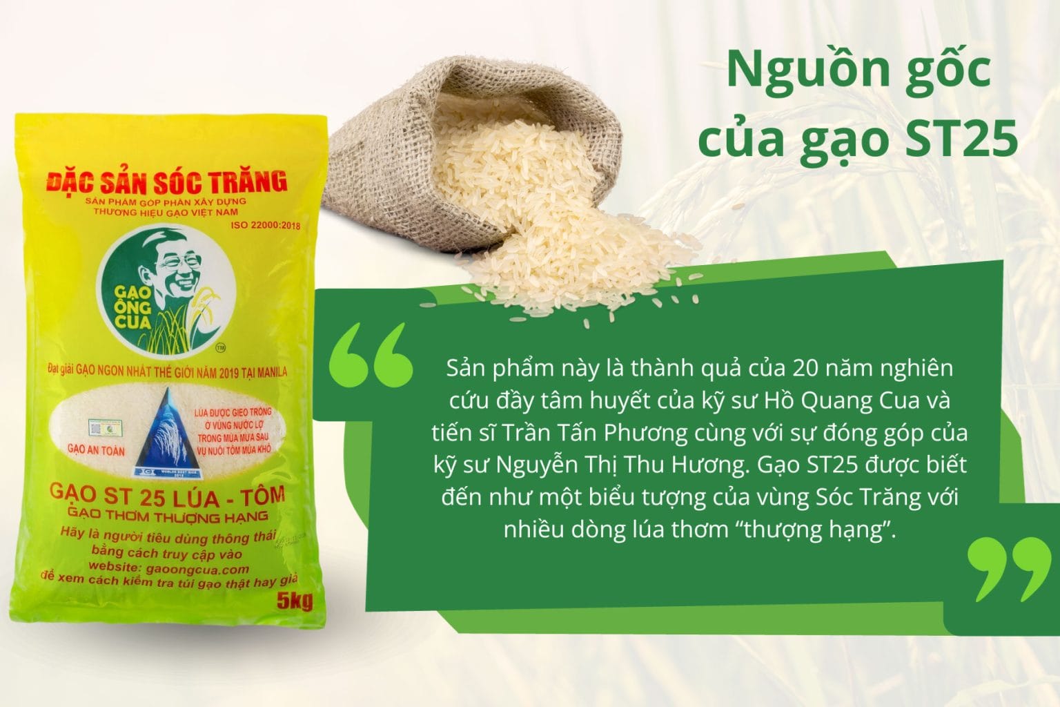 Gạo ST25 là gì? Mua ở đâu? Giá gạo ST25 mới nhất hiện nay